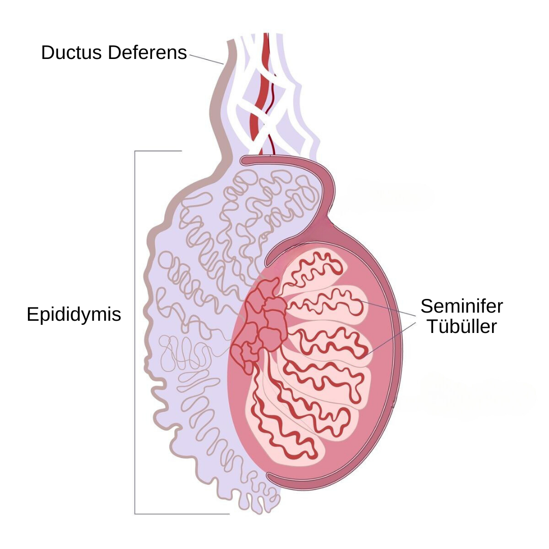 Erkek Üreme Sisteminin Anatomisi - Ebe Rehberi